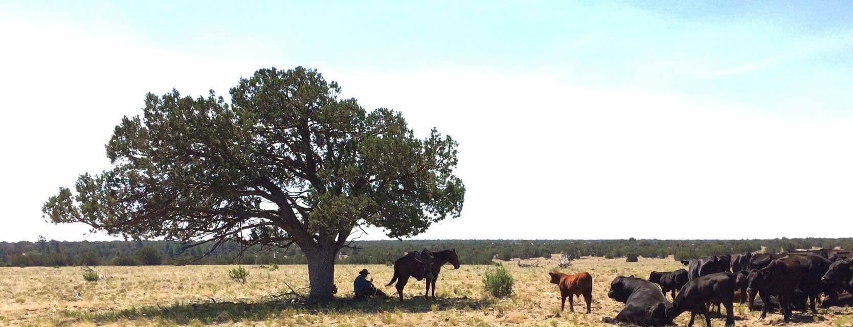 Home - Bar T Bar Bull Sale