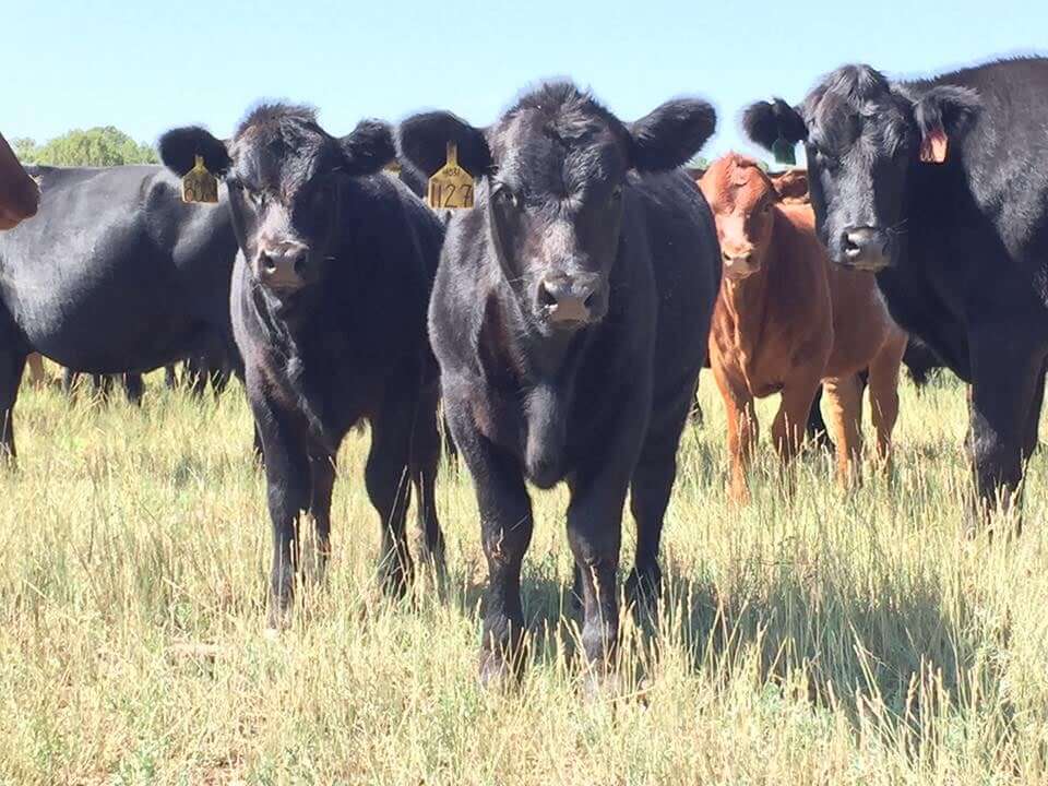 Home - Bar T Bar Bull Sale