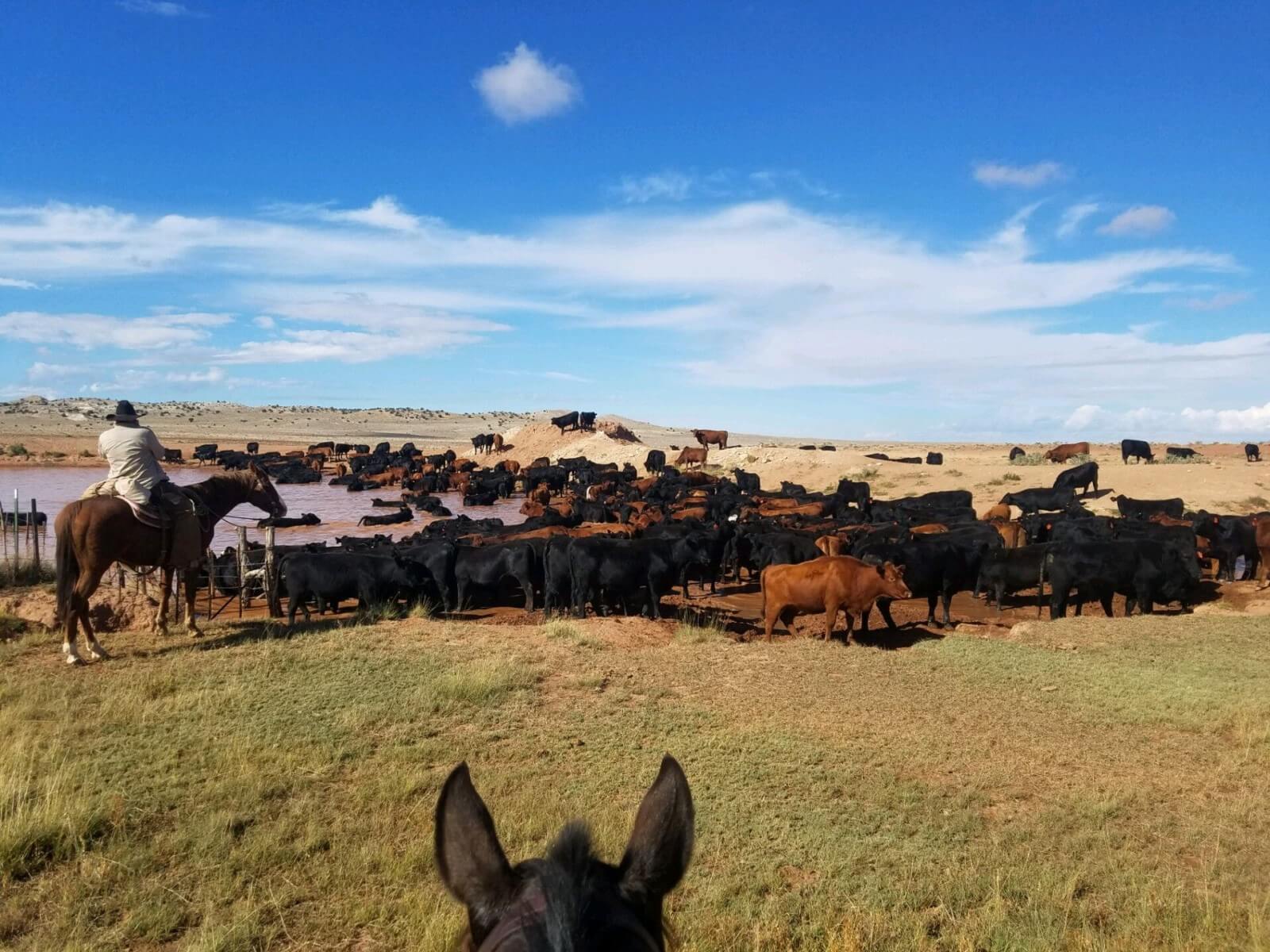 Home - Bar T Bar Bull Sale